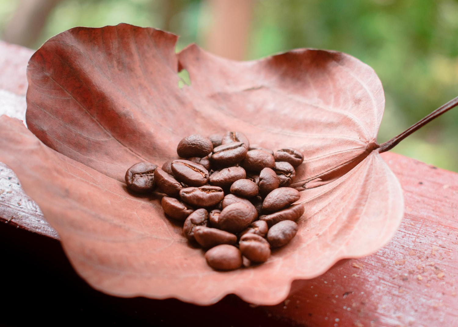Geisha Arabica: Floral, Jasmine-Like & Ultra-Premium | Scofi MS