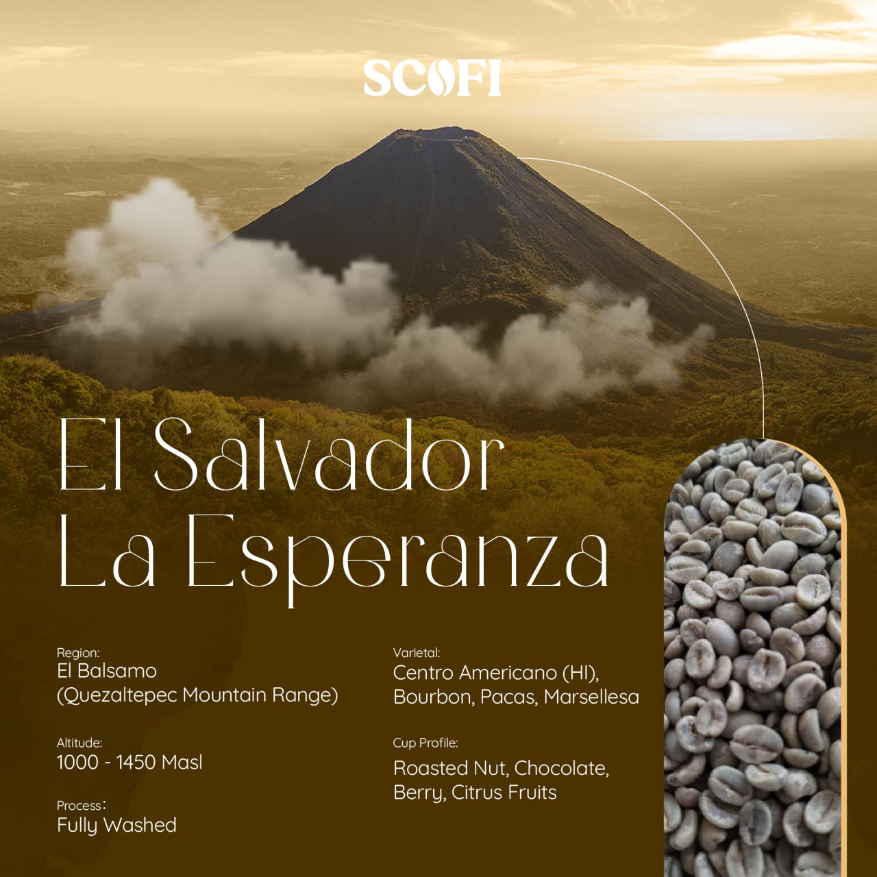 Arabica Coffee Beans Suppliers in Malaysia | Scofi