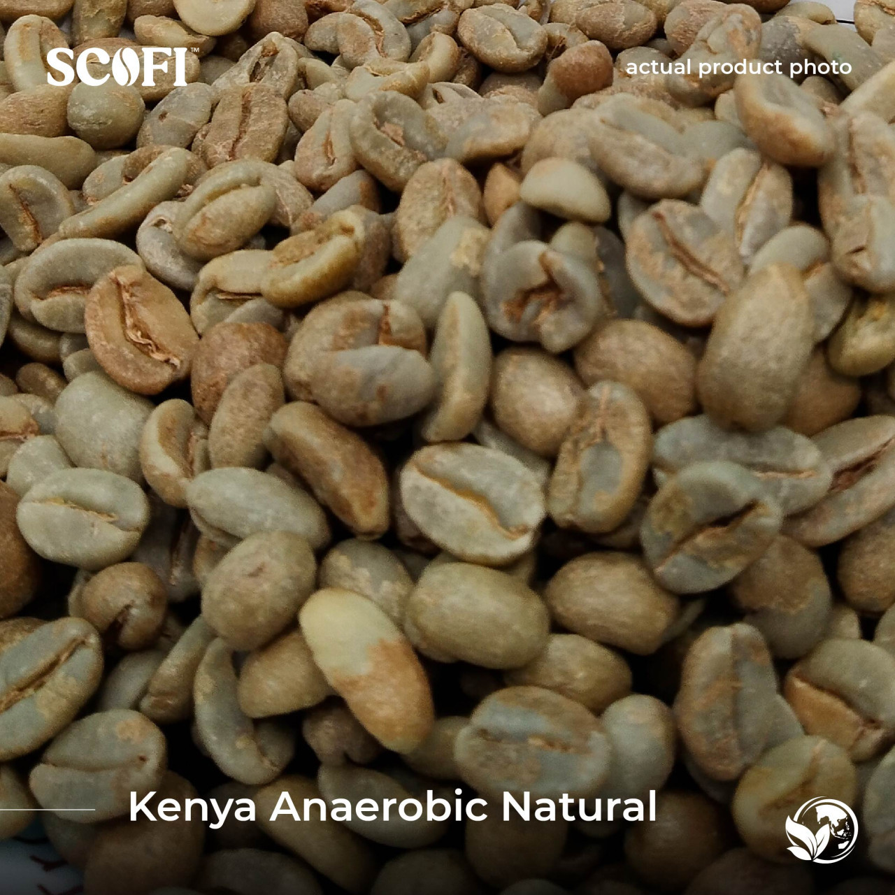 Malaysia's Best Raw Kenya Anaerobic Natural Arabica Coffee Beans