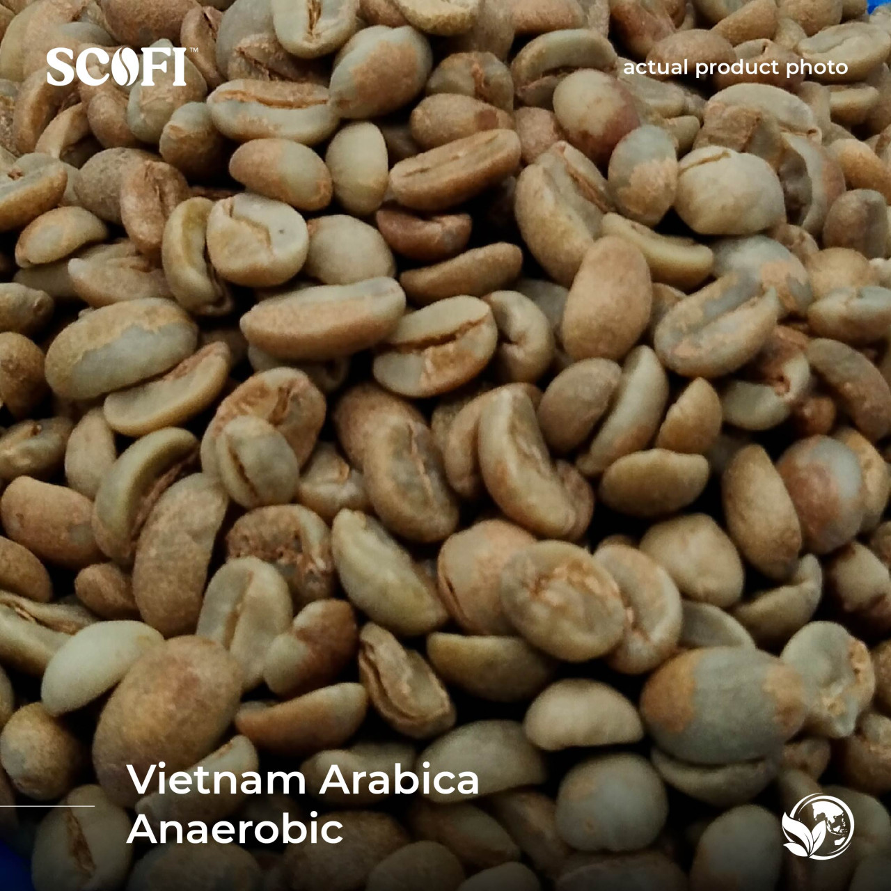 Malaysia's Best Raw Vietnam Anaerobic Fermentation Arabica Coffee Beans